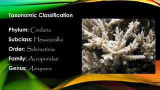 Lobophyllia acropora pocillopora | PPT