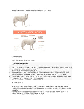 lobos texto informativo para alumnos de segundo grado | DOCX