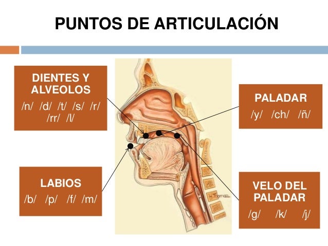 Articulación De Las Vocales , Fonética – DKRISP