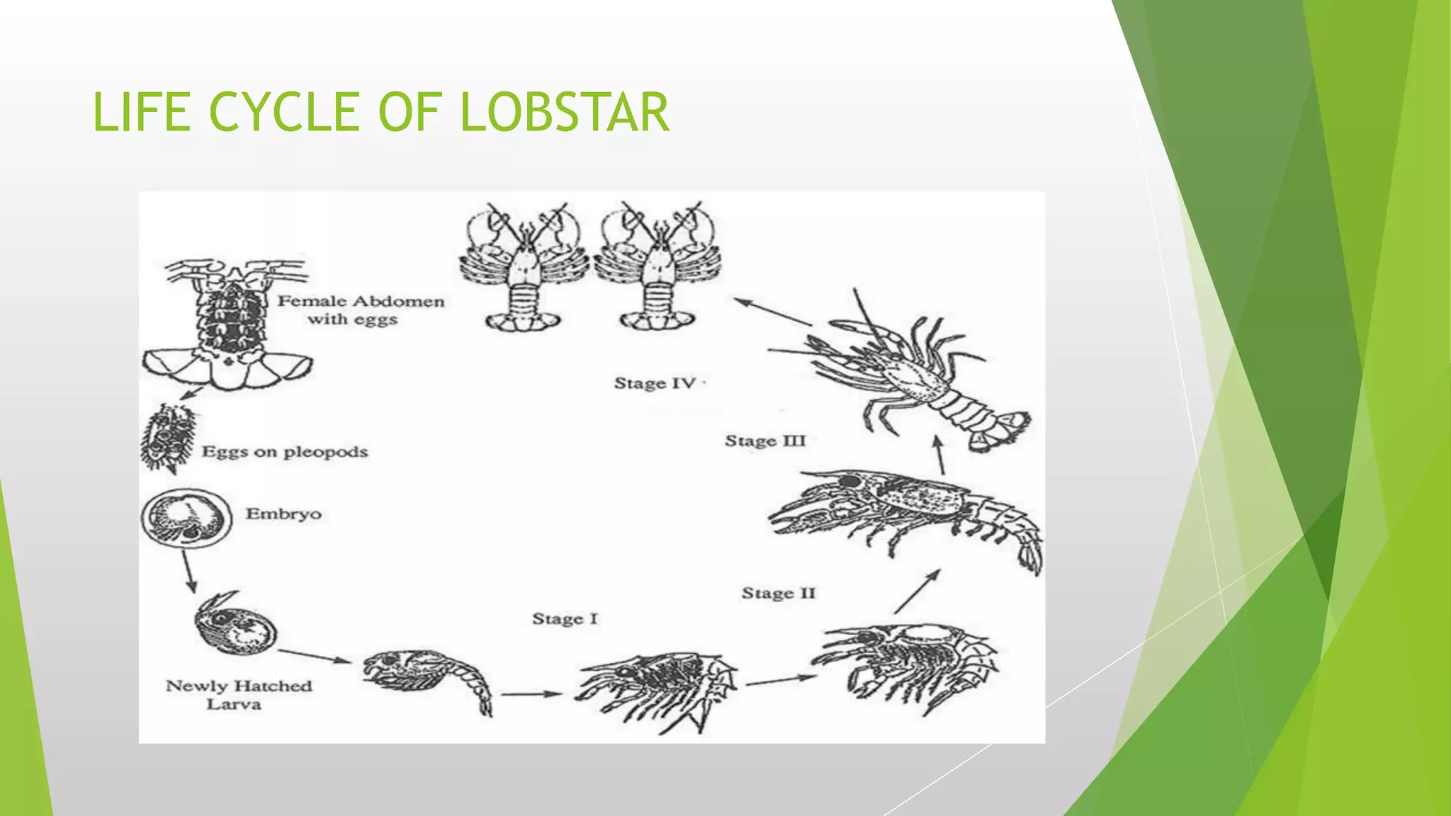 Lobstar culture and its management | PPTX