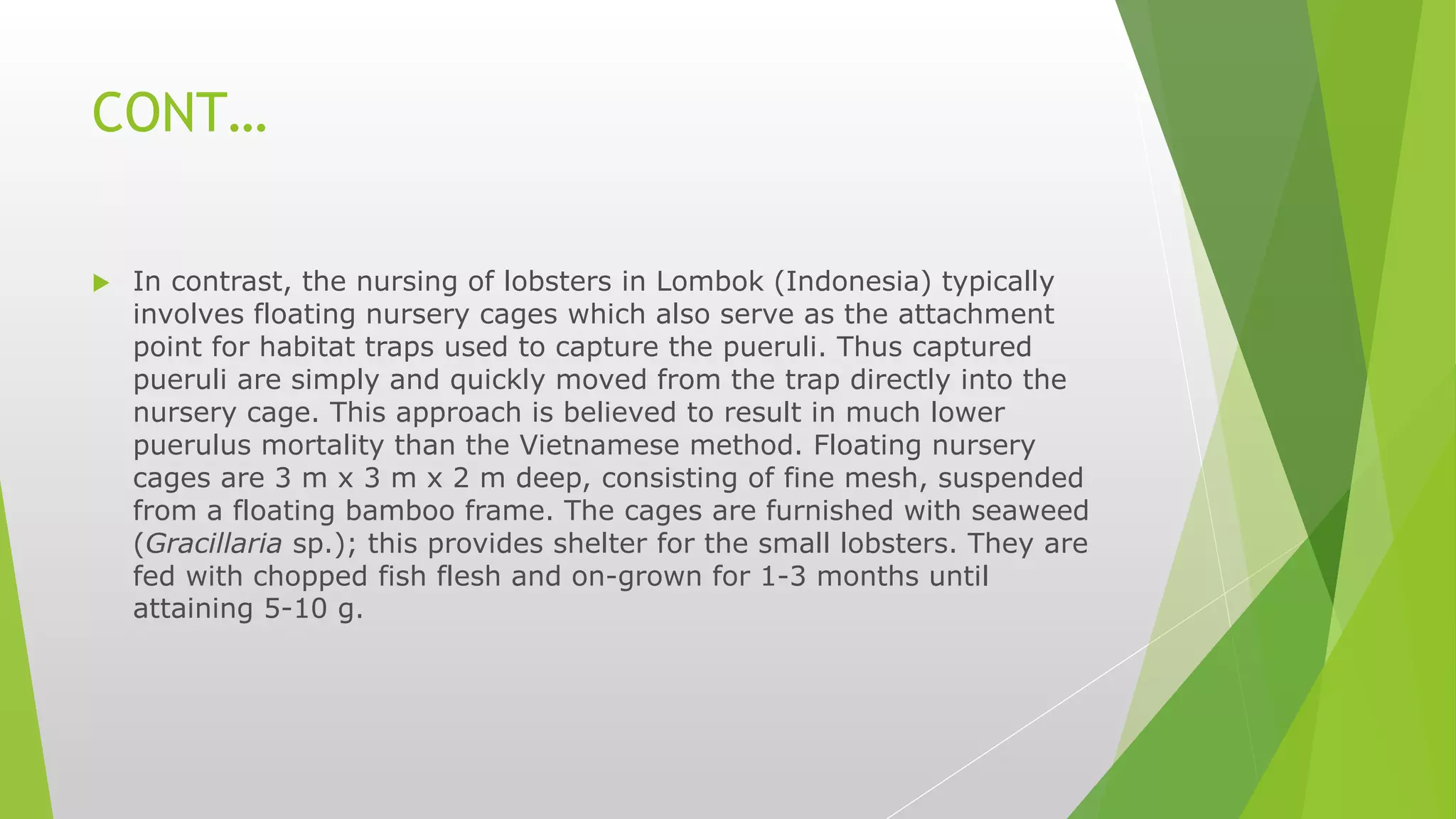 Lobstar culture and its management | PPTX