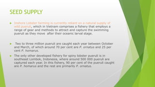 Lobstar culture and its management | PPTX