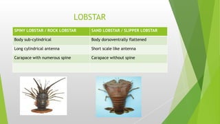Lobstar culture and its management | PPTX