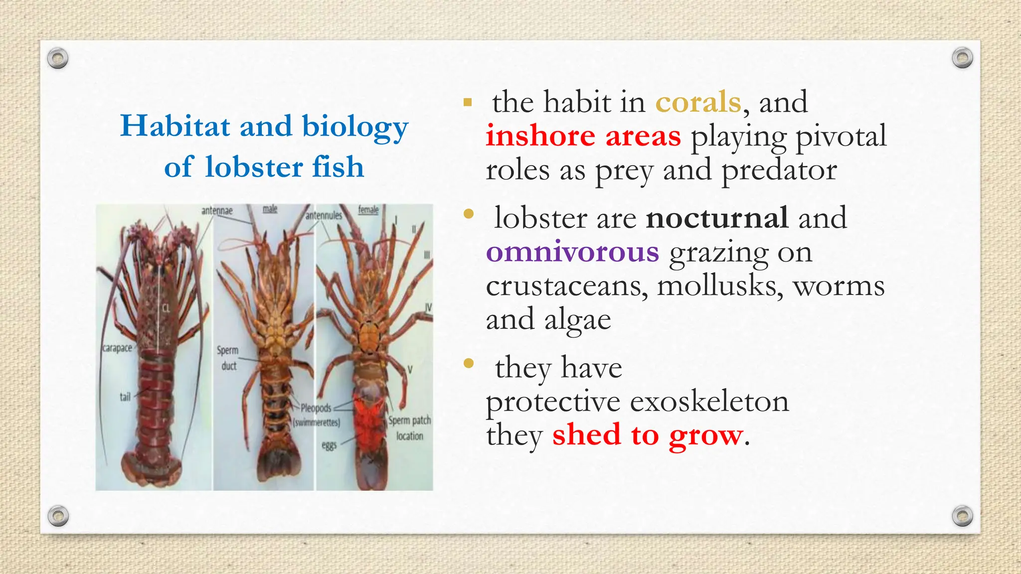 lobster.pptx