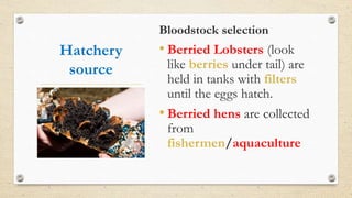 lobster.pptx