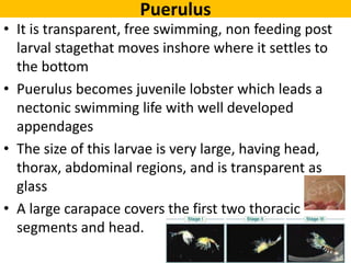 Lobster breeding seedproduction and rearing and fattening in Cages | PPTX