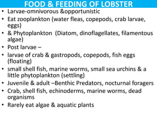 Lobster breeding seedproduction and rearing and fattening in Cages | PPTX