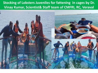 Lobster breeding seedproduction and rearing and fattening in Cages | PPTX