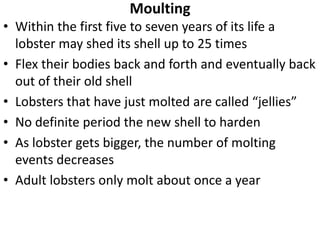 Lobster breeding seedproduction and rearing and fattening in Cages | PPTX
