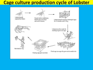 Lobster breeding seedproduction and rearing and fattening in Cages | PPTX