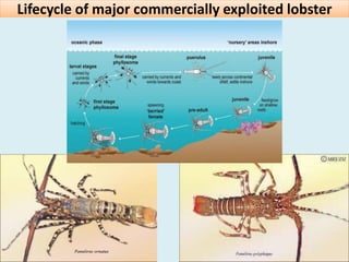 Lobster breeding seedproduction and rearing and fattening in Cages | PPTX