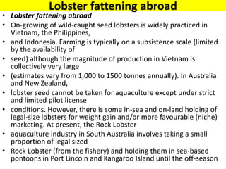 Lobster breeding seedproduction and rearing and fattening in Cages | PPTX