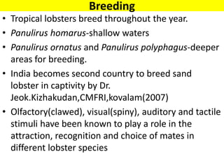 Lobster breeding seedproduction and rearing and fattening in Cages | PPTX