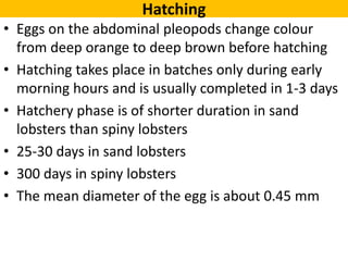 Lobster breeding seedproduction and rearing and fattening in Cages | PPTX