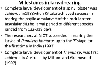 Lobster breeding seedproduction and rearing and fattening in Cages | PPTX