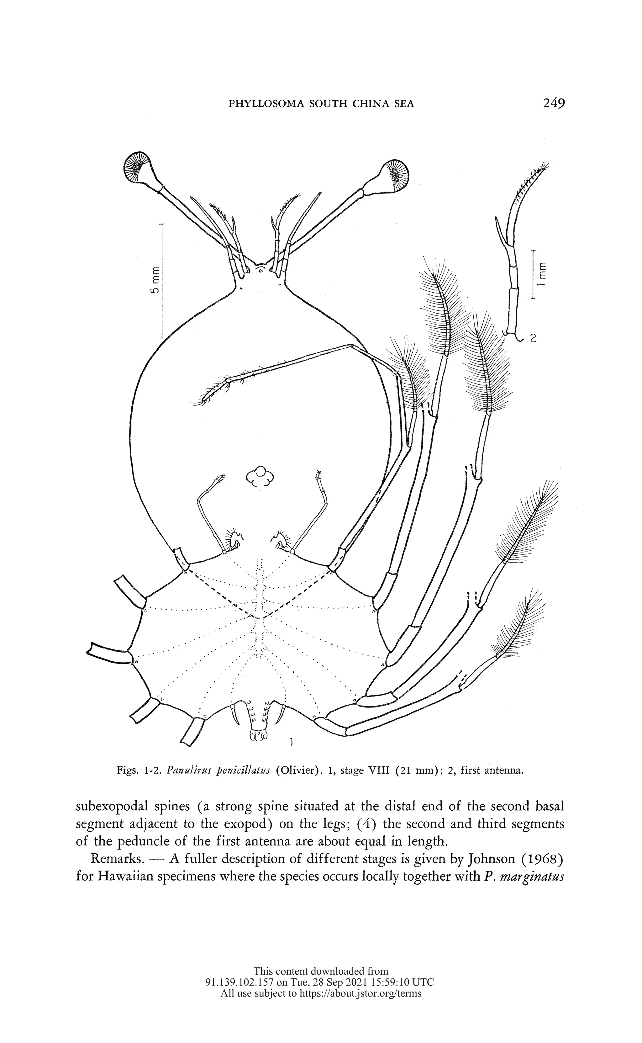 Lobster larvae and their distribution_Johnson 1971.pdf