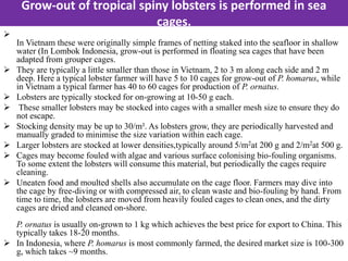 Lobster seed production and Aquaculture.pptx