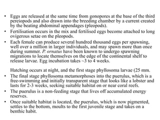 Lobster seed production and Aquaculture.pptx