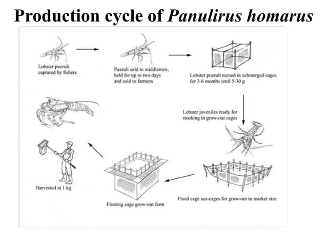 Lobster seed production and Aquaculture.pptx | Fish and Aquariums | Pets