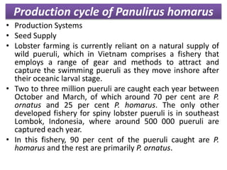 Lobster seed production and Aquaculture.pptx