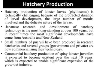 Lobster seed production and Aquaculture.pptx