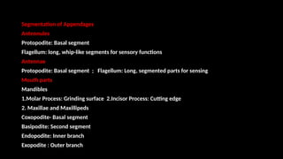 EXTERNAL MORPHOLOGY OF LOBSTER POWERPOIN | PPTX