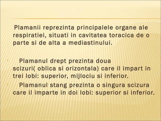 Lobul azygos | PPT