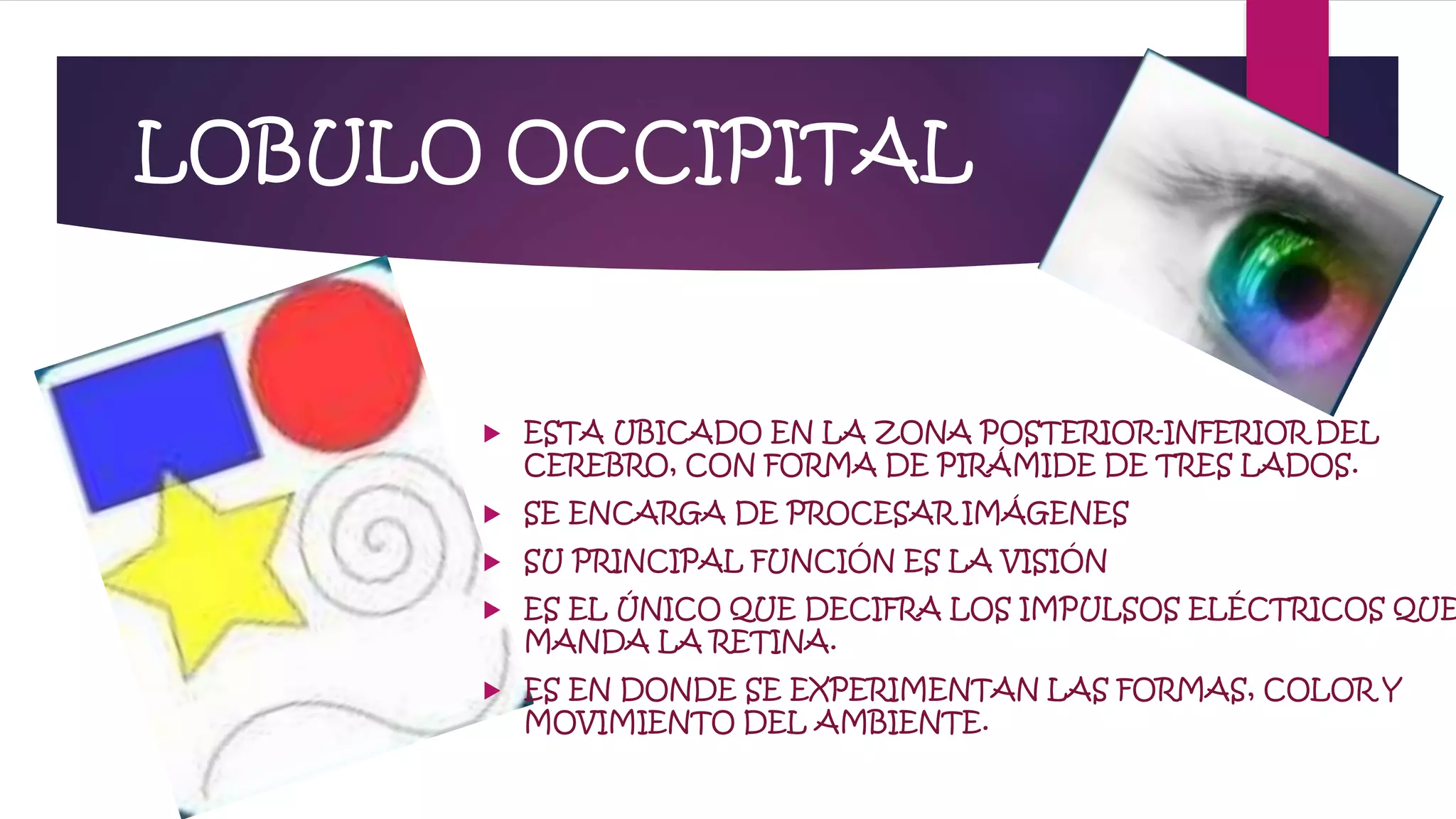 Lobulo occipital-exposicion | PPT