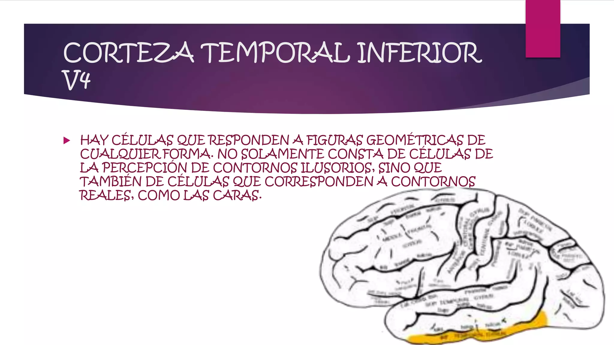 Lobulo occipital-exposicion | PPT
