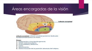 Lobulo occipital-exposicion | PPTX