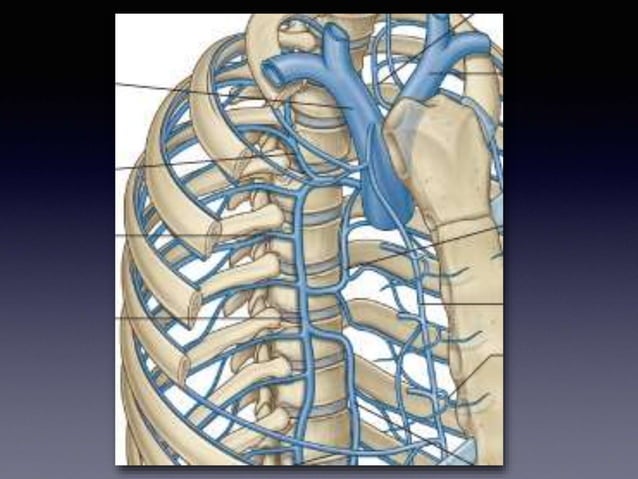 Lóbulo de la ácigos | PPT