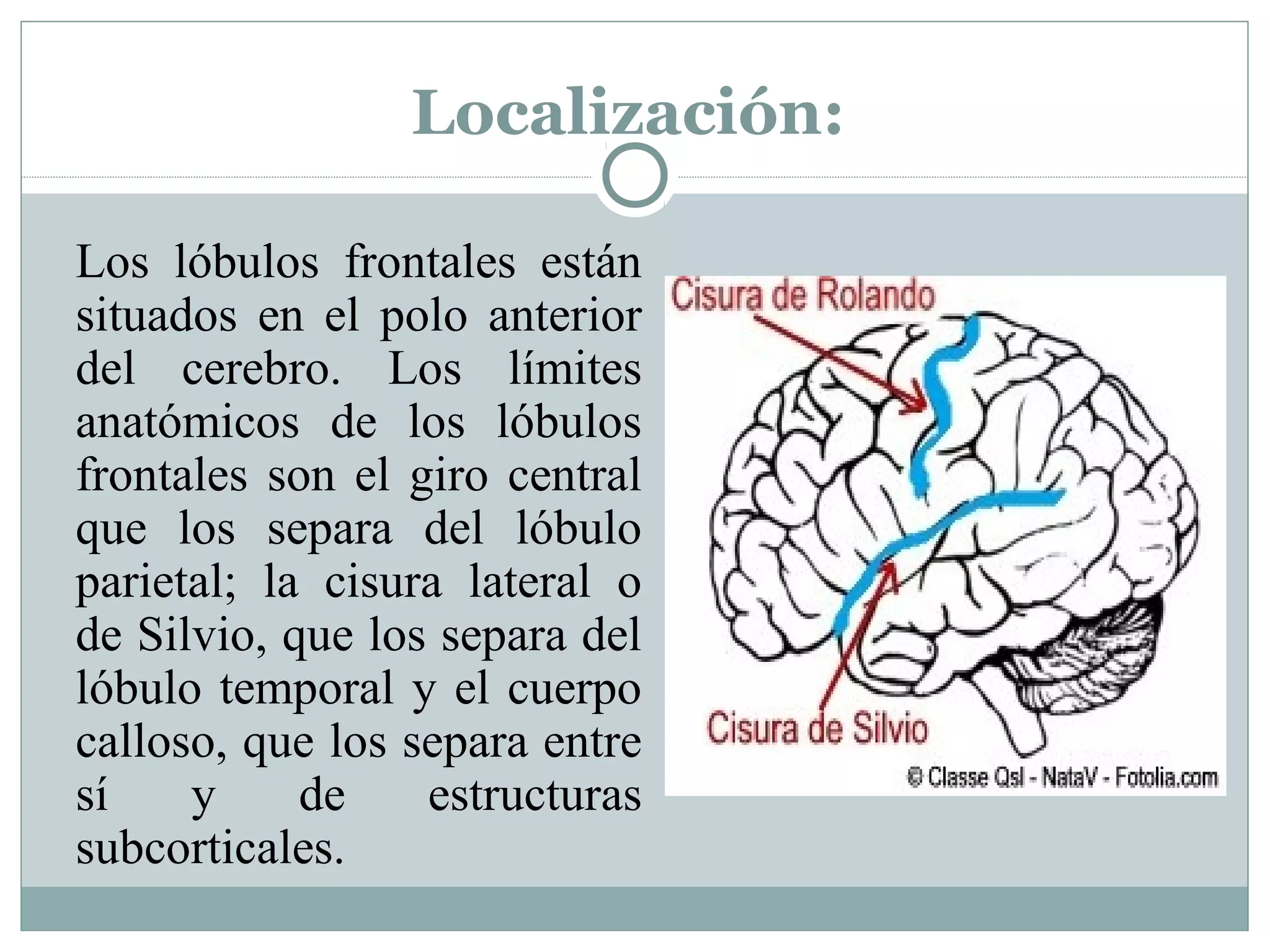 LOBULO FRONTAL: BASES NEUROANATOMICAS Y FISIOLOGICAS | PPT