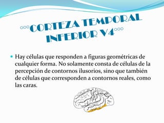Lobulo occipital°°°° | PPTX