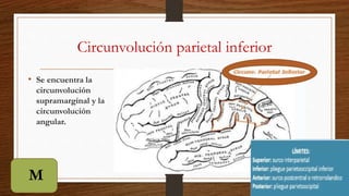 Lobulo parietal. Neuroanatomia. | PPTX