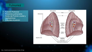 LOBULOS Y SEGMENTOS PULMONARES.pptx