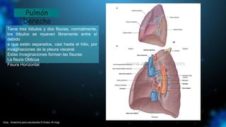 LOBULOS Y SEGMENTOS PULMONARES.pptx