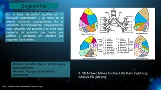LOBULOS Y SEGMENTOS PULMONARES.pptx