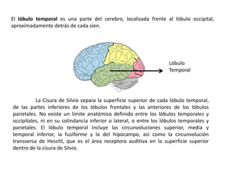 Lóbulo temporal | PPTX