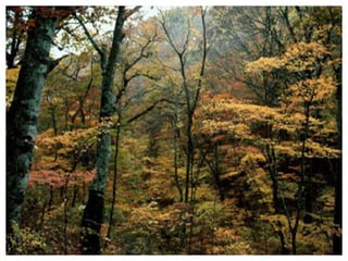 Local and global factors affecting vegetation growth | PPT