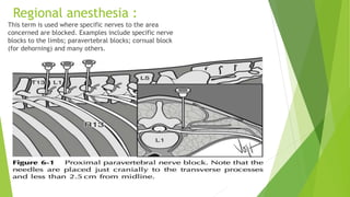 Local anesthesia in animals | PPTX