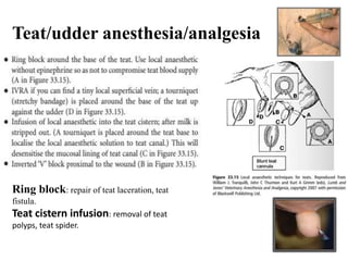 Local anesthesia and nerve blocks in large animals. | PPTX