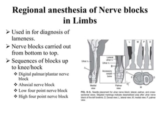 Local anesthesia and nerve blocks in large animals. | PPTX