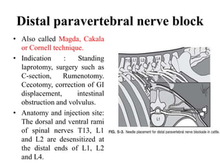 Local anesthesia and nerve blocks in large animals. | PPT