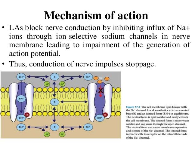 Local anesthesia and nerve blocks in large animals.