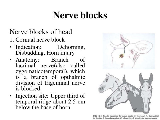 Local anesthesia and nerve blocks in large animals.