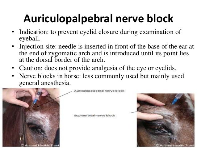Local anesthesia and nerve blocks in large animals.