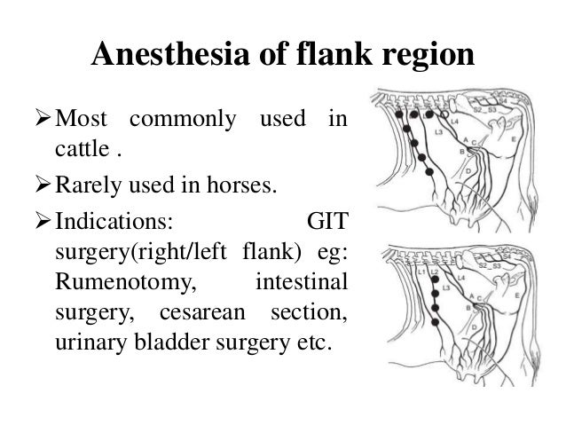 Local anesthesia and nerve blocks in large animals.