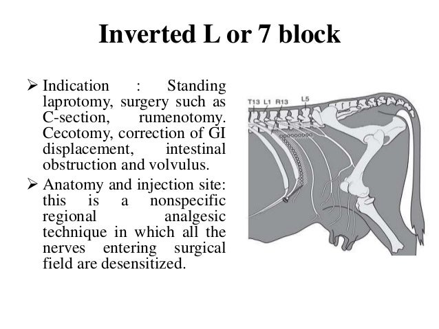 Local anesthesia and nerve blocks in large animals.