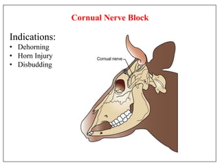 Local anesthesia techniques | PPT