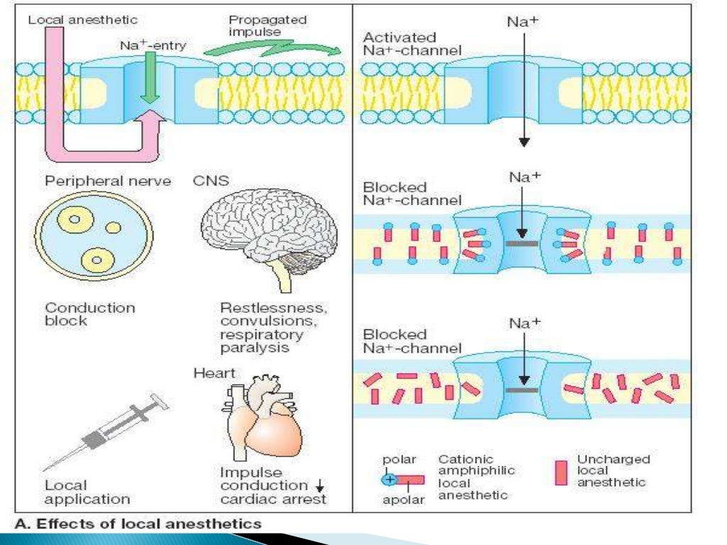 Local anesthetics and techniques of anesthesia